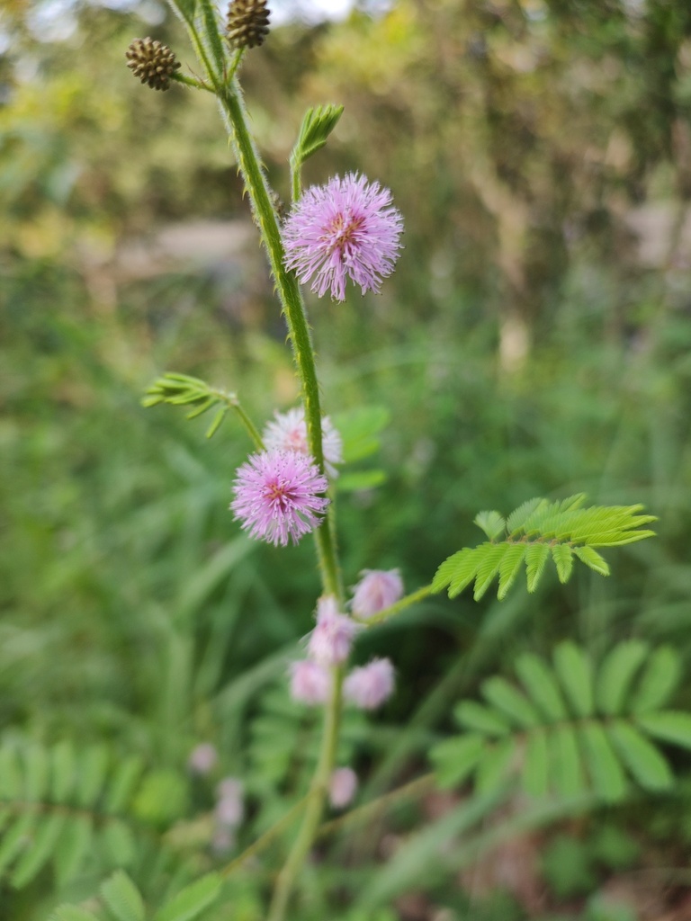 giant false sensitive plant from Kollam, Kerala, India on November 24 ...