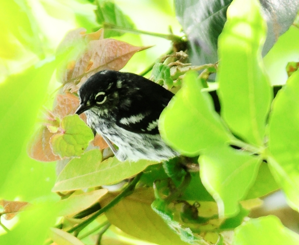 Elfin-woods Warbler in April 2017 by Kurt Hennige · iNaturalist