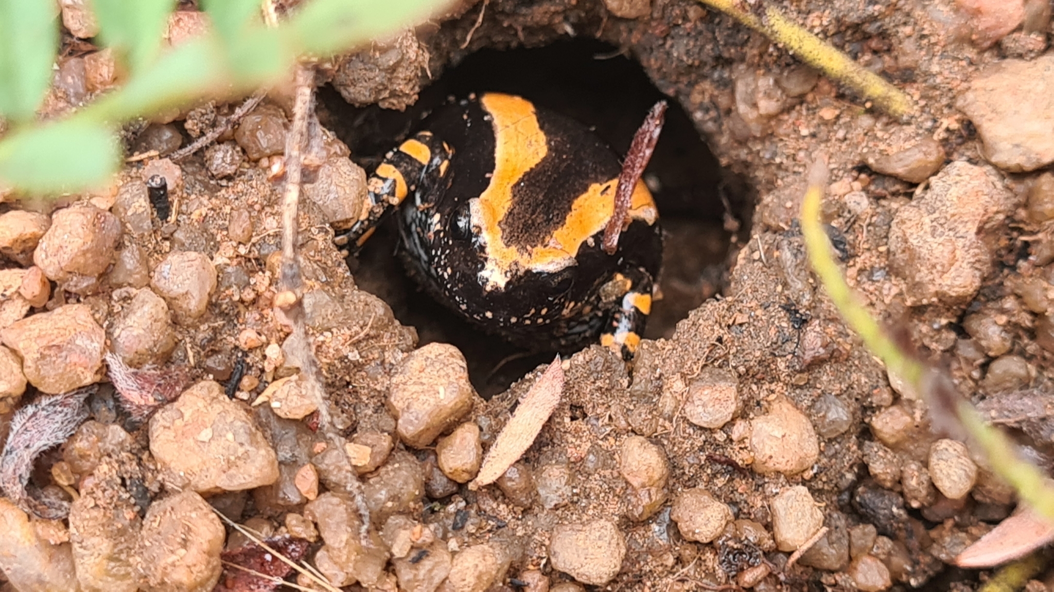 Phrynomantis bifasciatus (Smith, 1847)