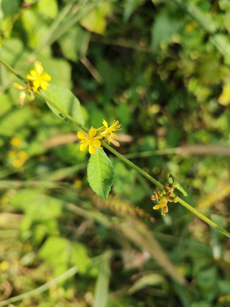 Chinese Bur from Kerala, India on November 24, 2022 at 03:01 PM by ...
