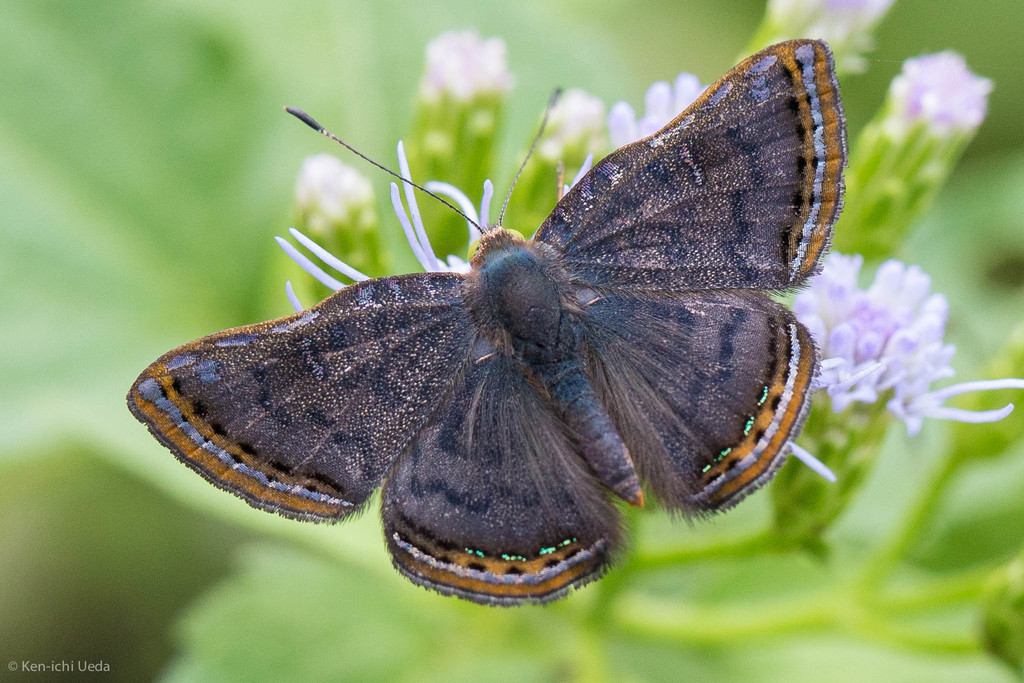 Red-bordered Metalmark (San Antonio Missions National Historical Park ...