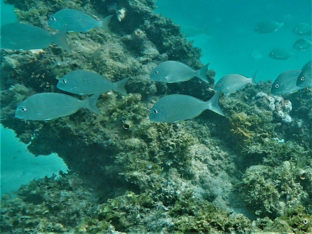 Tarwhine from Omeo Wreck, North Coogee, Western Australia, Australia on ...
