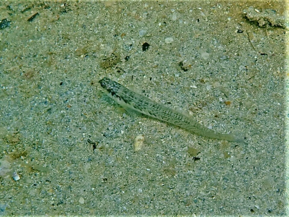 Germain's Blenny from Omeo Wreck, North Coogee, Western Australia ...
