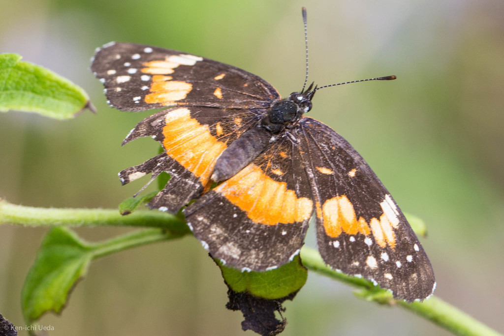 Bordered Patch (San Antonio Missions National Historical Park Butterfly ...
