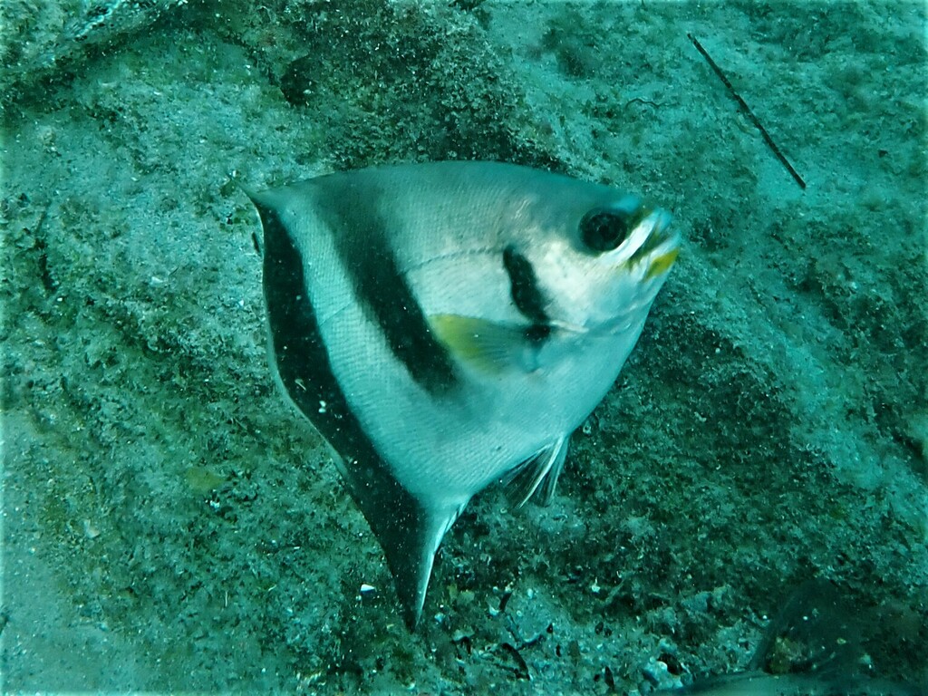 Banded Sweep from Omeo Wreck, North Coogee, Western Australia ...