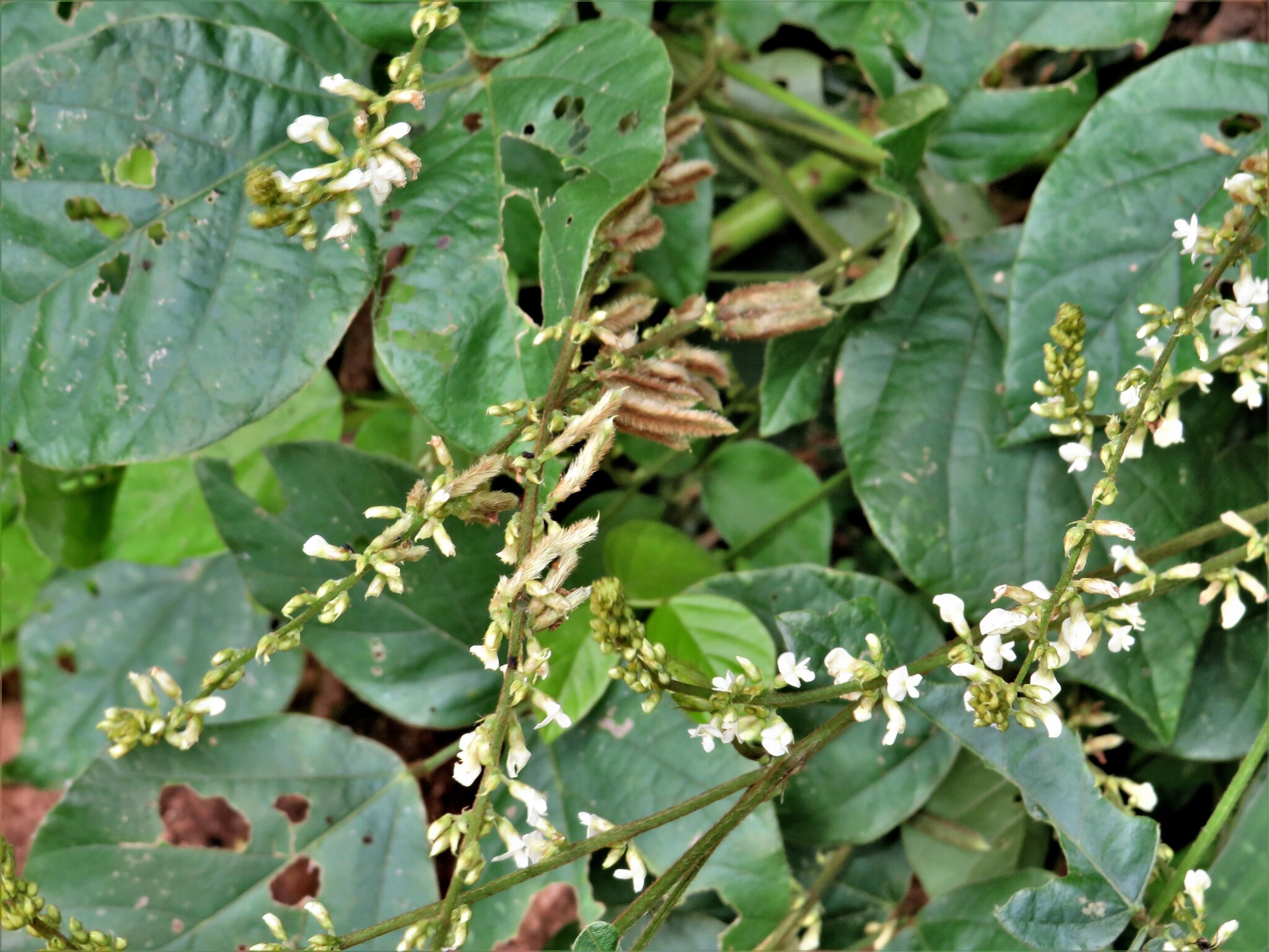 Neonotonia J.A.Lackey