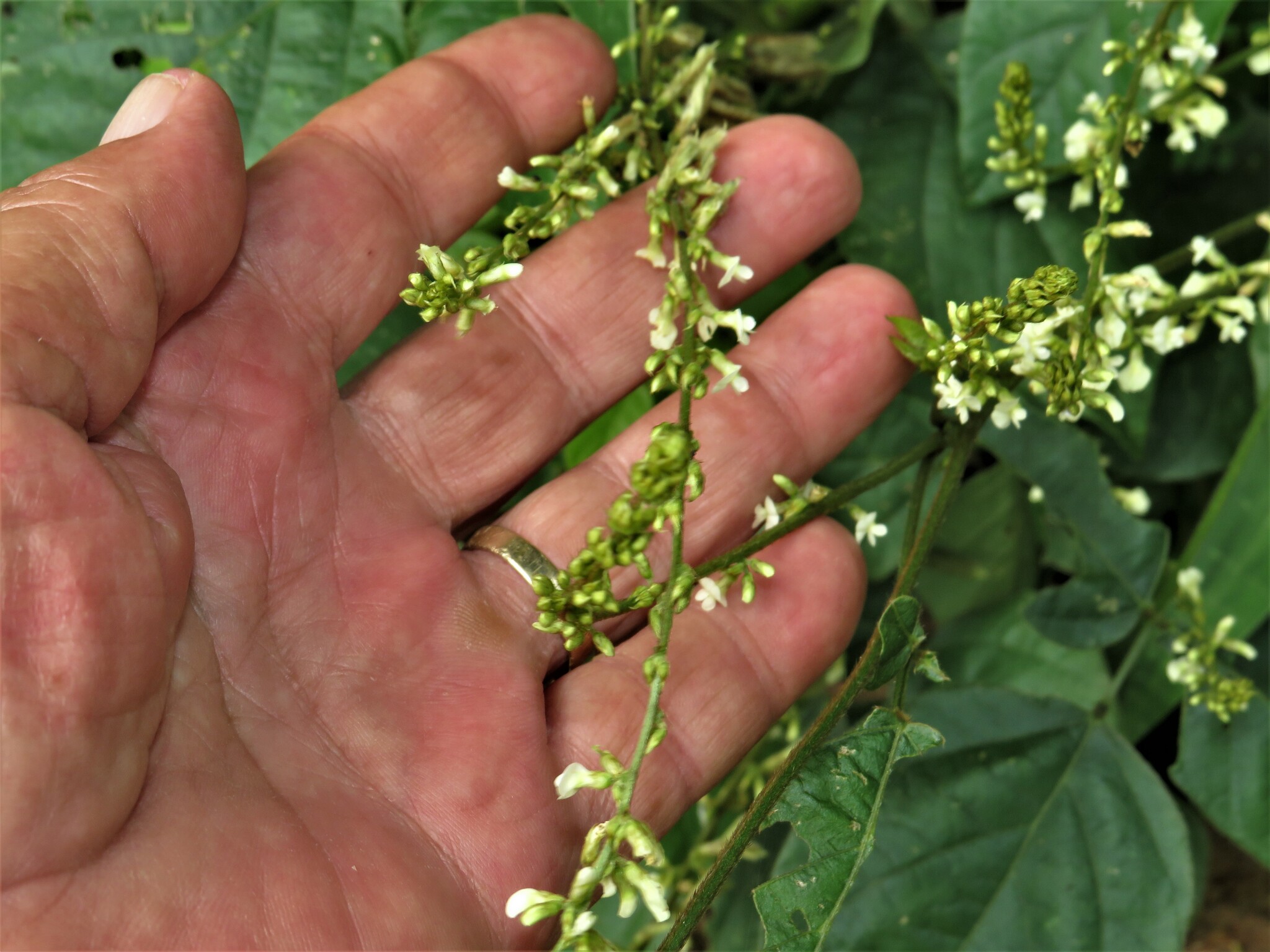 Neonotonia J.A.Lackey