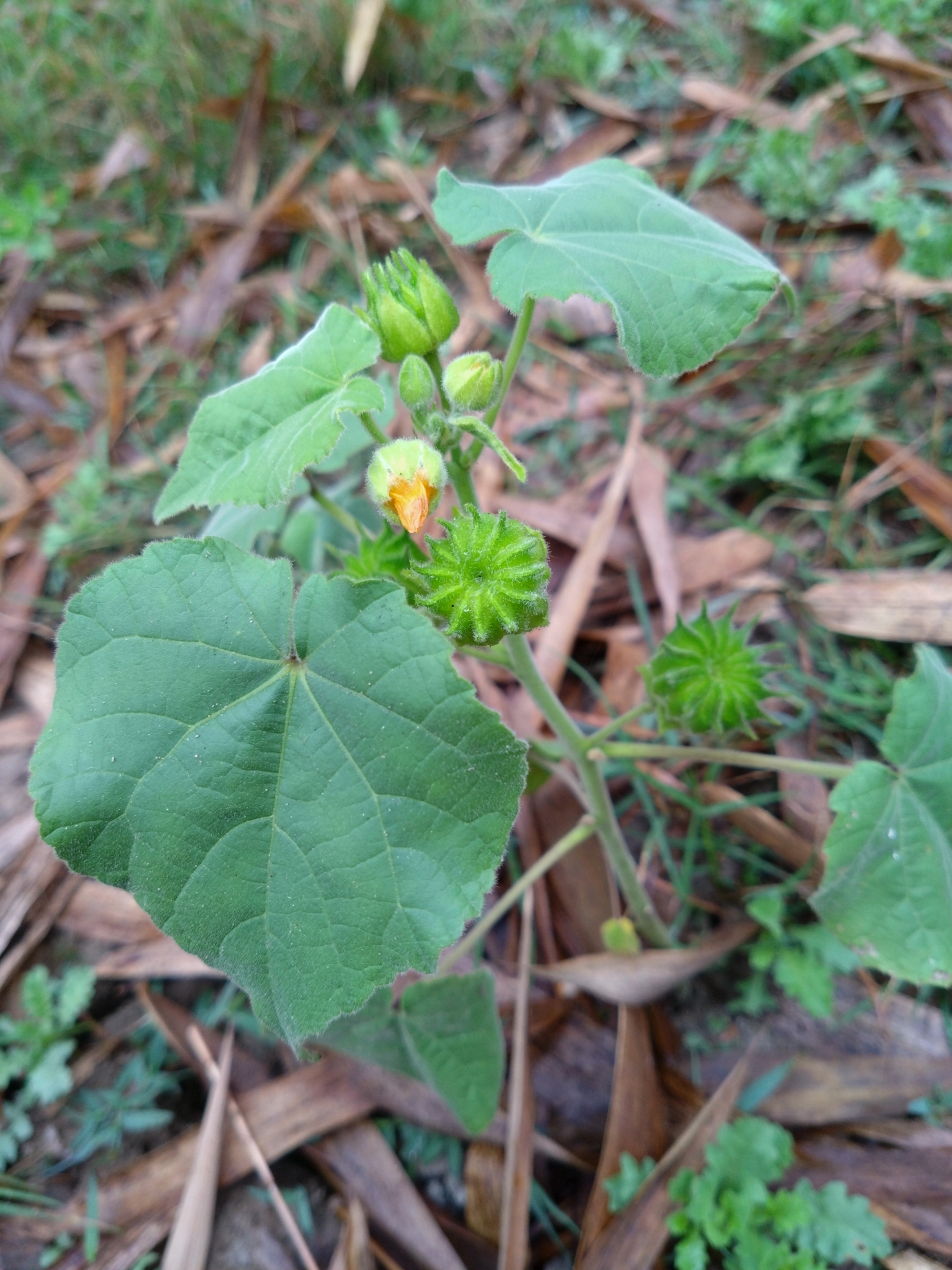 Abutilon theophrasti Medik.