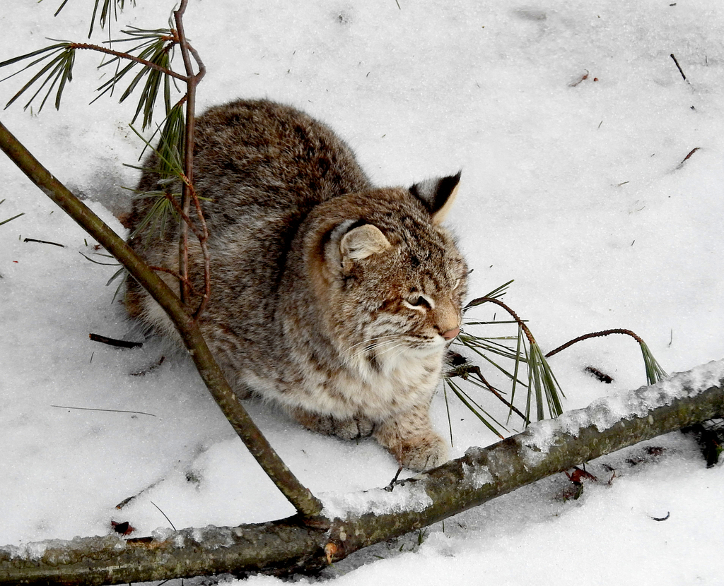 Eastern Bobcat from 20 Hitchcock Rd, Rockingham, VT, USA on March 26, 2023 at 08:21 AM by ...
