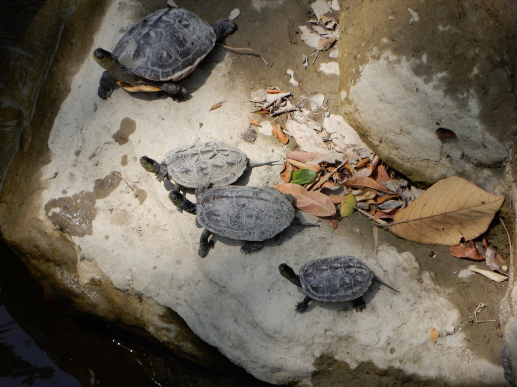 Common thread turtle from Tainan, Taïwan on March 18, 2023 at 10:50 AM ...