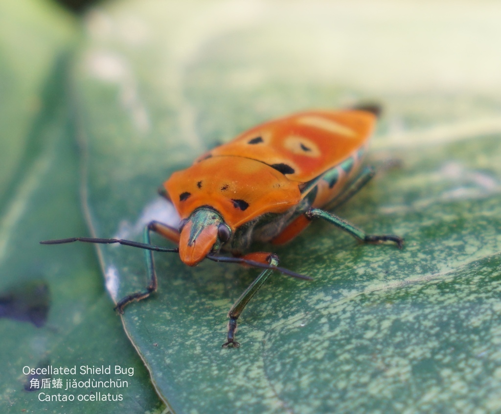 ocellated shield bug from Wanning, Hainan, China on March 10, 2023 at ...
