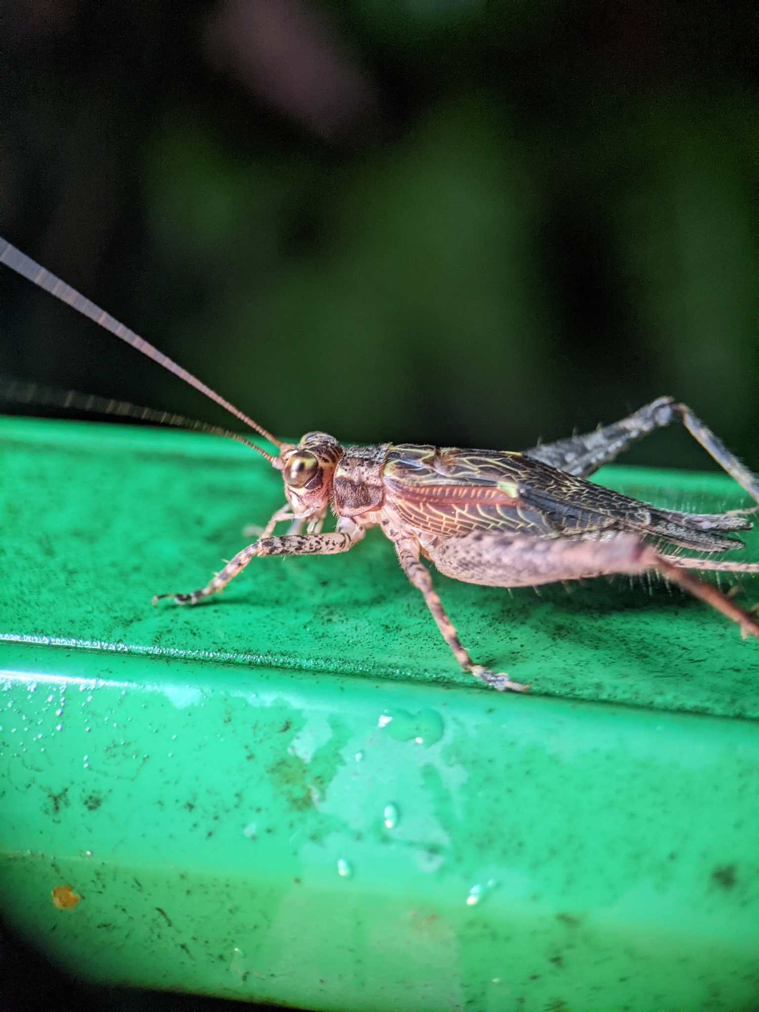 Cardiodactylus Saussure, 1878