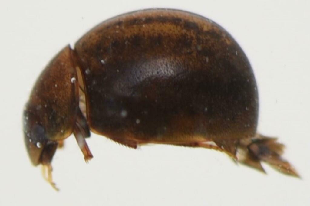 Amphiops from Lubombo Region, Eswatini on March 26, 2023 at 01:06 PM by ...