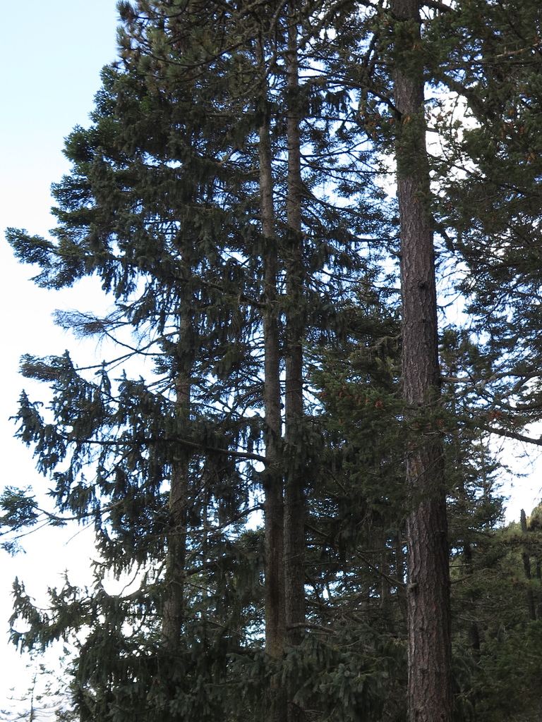 Mexican Spruce from Arteaga, Coah., México on October 6, 2018 at 02:02 ...