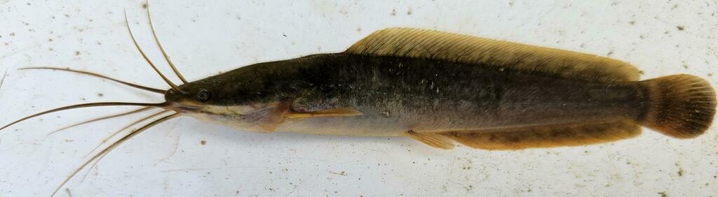Sharptooth Catfish from Lubombo Region, Eswatini on March 20, 2023 at ...