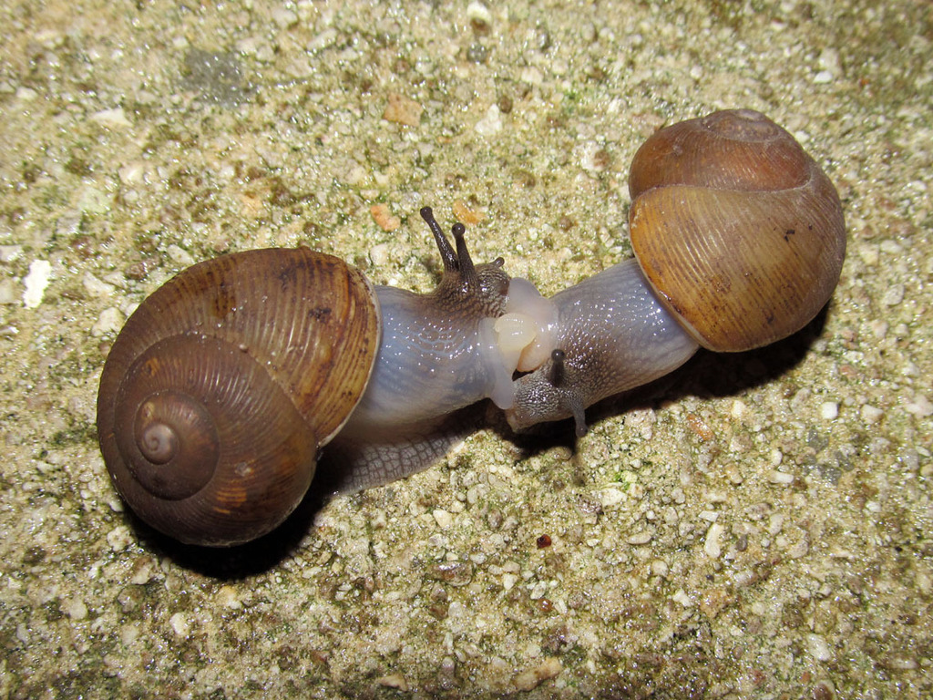 Cuban Brown Snail from West End, FL, USA on July 9, 2014 at 11:04 PM by ...