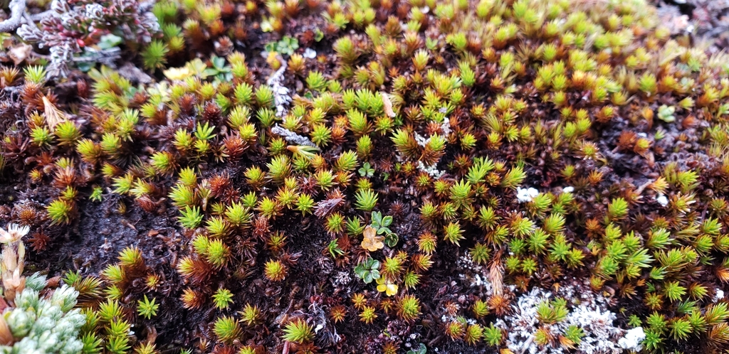 Bog Haircap Moss from Antártica Chilena, Cabo de Hornos, Magallanes y ...