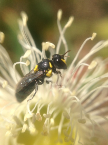 Subspecies Hylaeus ruficeps kalamundae · iNaturalist