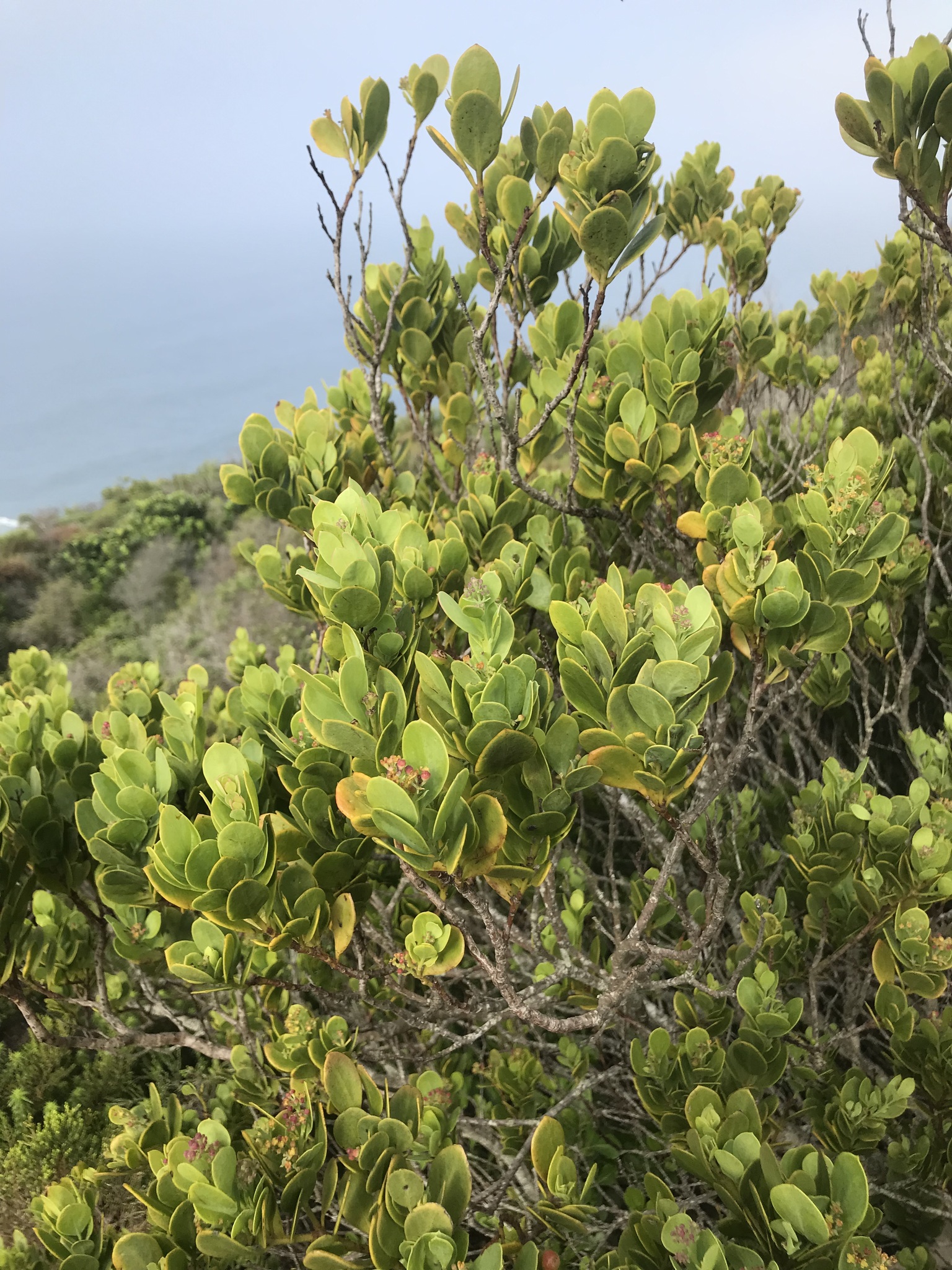 Osyris compressa (P.J.Bergius) A.DC.