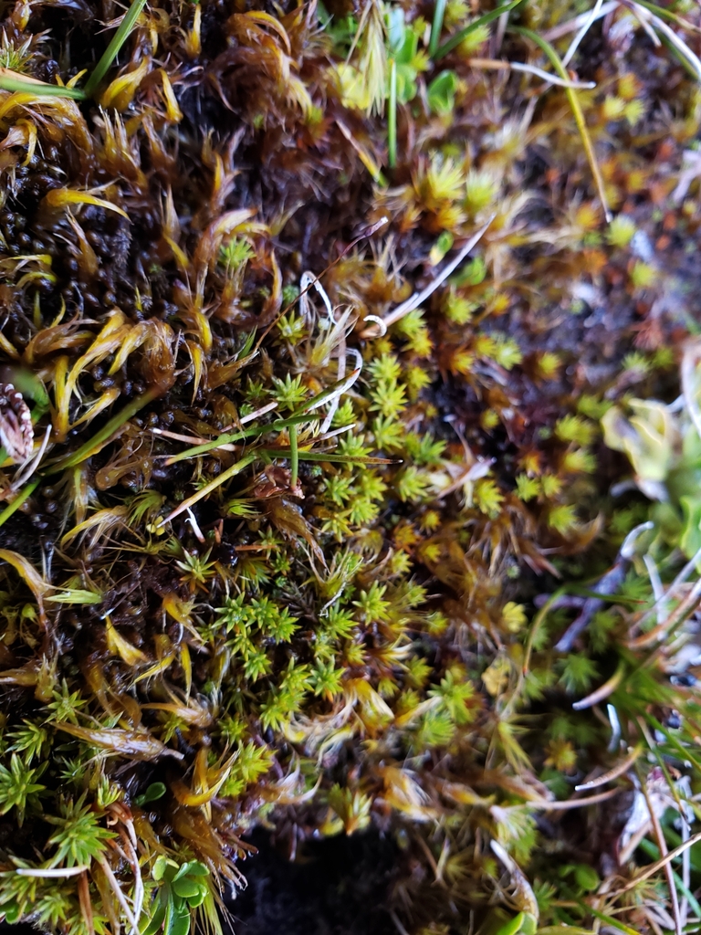 Bog Haircap Moss from Antártica Chilena, Cabo de Hornos, Magallanes y ...