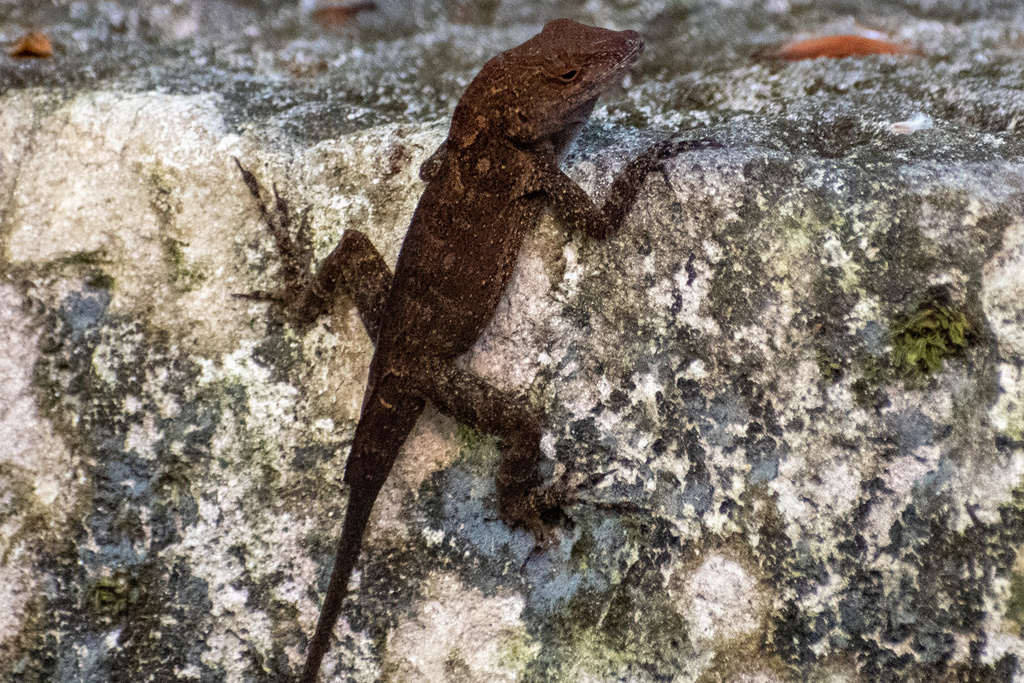 Anoles from Vizcaya Museum & Gardens, Miami, FL, US on March 25, 2023 ...