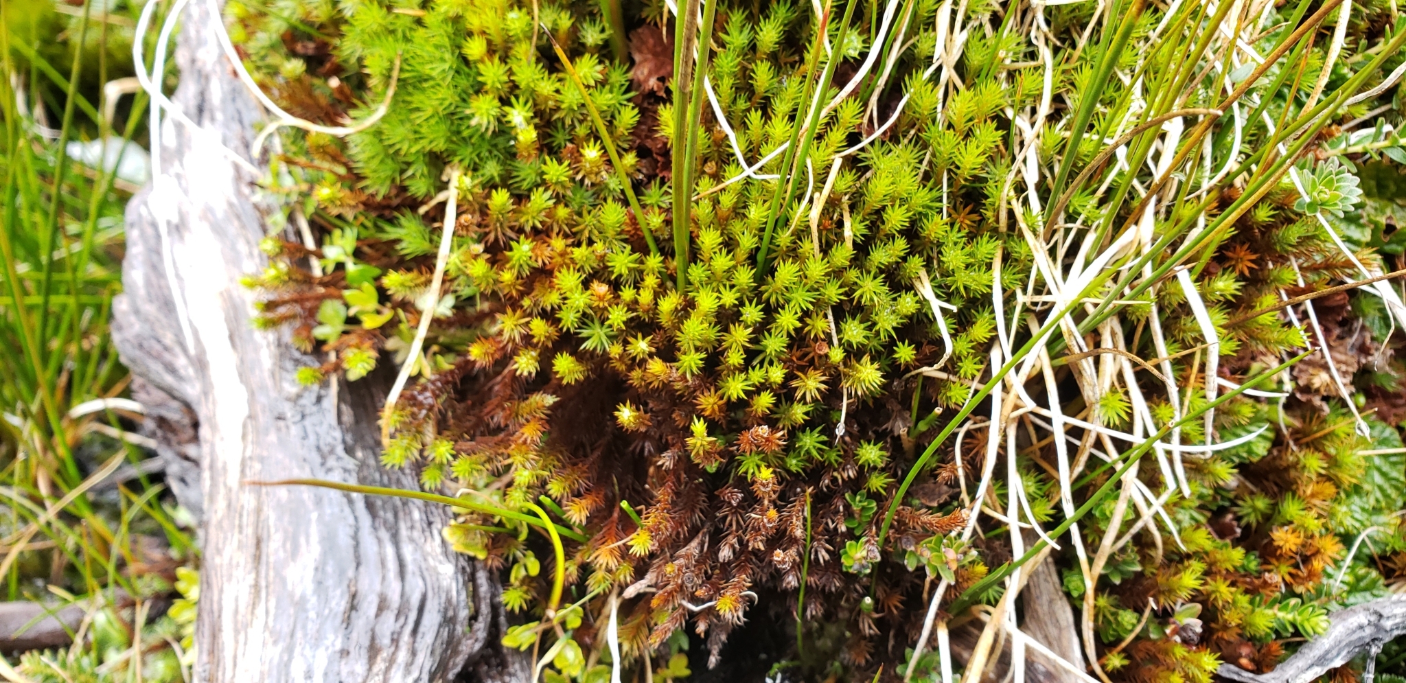 Polytrichum strictum Menzies ex Bridel, 1801