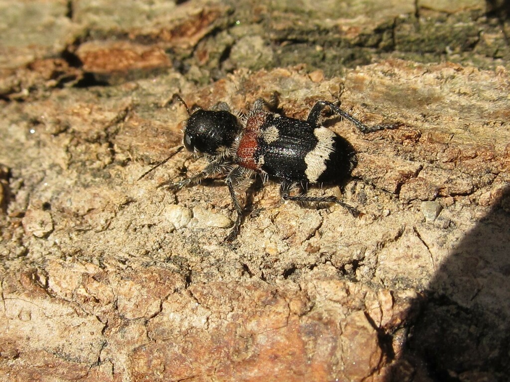 Clerus mutillarius from Marz, Österreich on March 25, 2023 at 05:51 PM ...