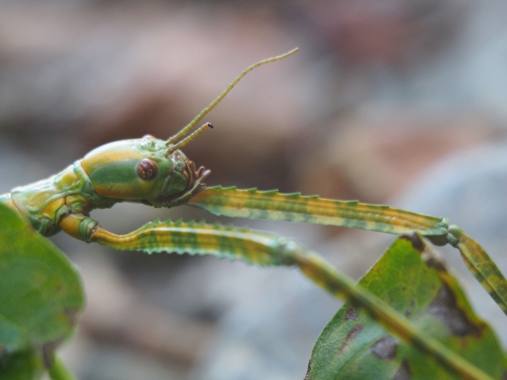 Red-winged Green Giant Stick Insect from Oecusse, Timor-Leste on March ...