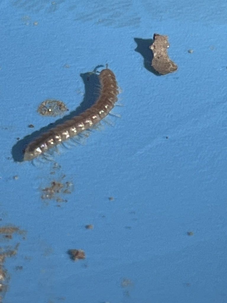 Greenhouse Millipede from Farmville, VA, US on March 26, 2023 at 10:38 ...