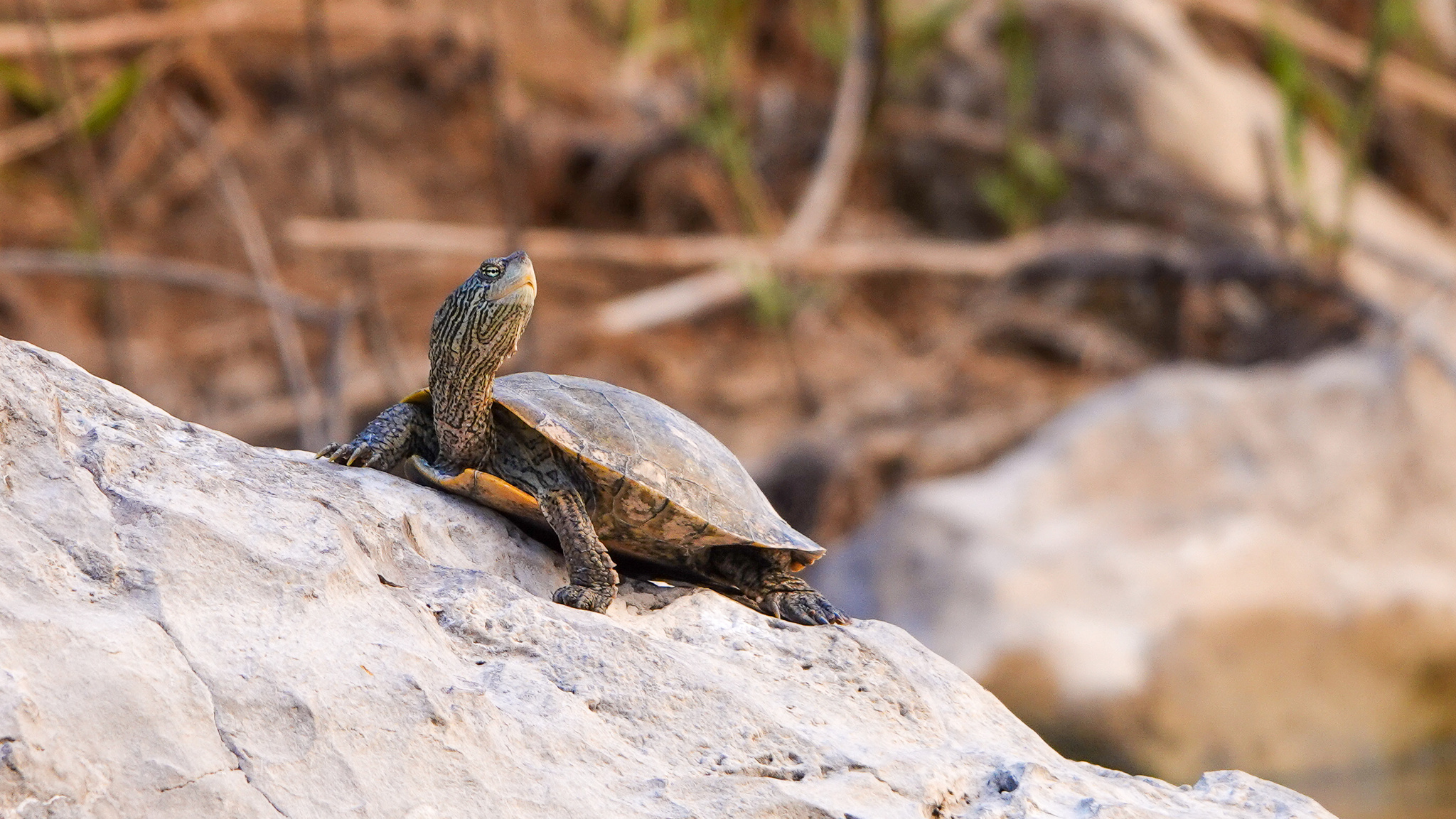 Trachemys gaigeae (Hartweg, 1939)