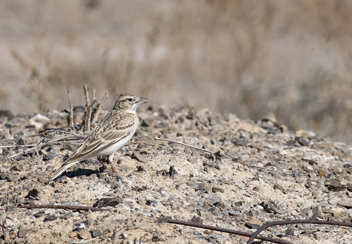 Calandrella brachydactyla (Leisler, 1814)