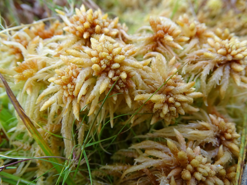 Papillose Peatmoss (Sphagnum papillosum) - Botanical Realm