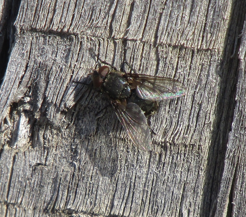 Bot Flies, Blow Flies, and Allies from Боровлянка, Алтайский край ...