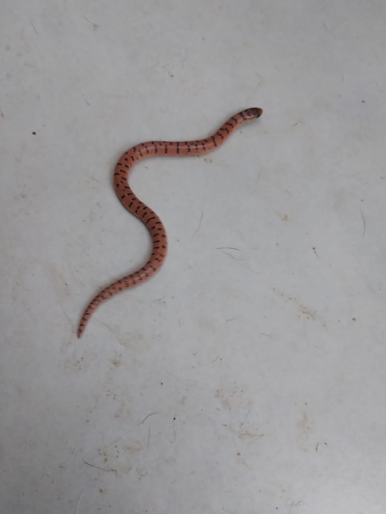 Atractus zebrinus from Petrópolis on March 25, 2023 by Gabriel Vianna ...