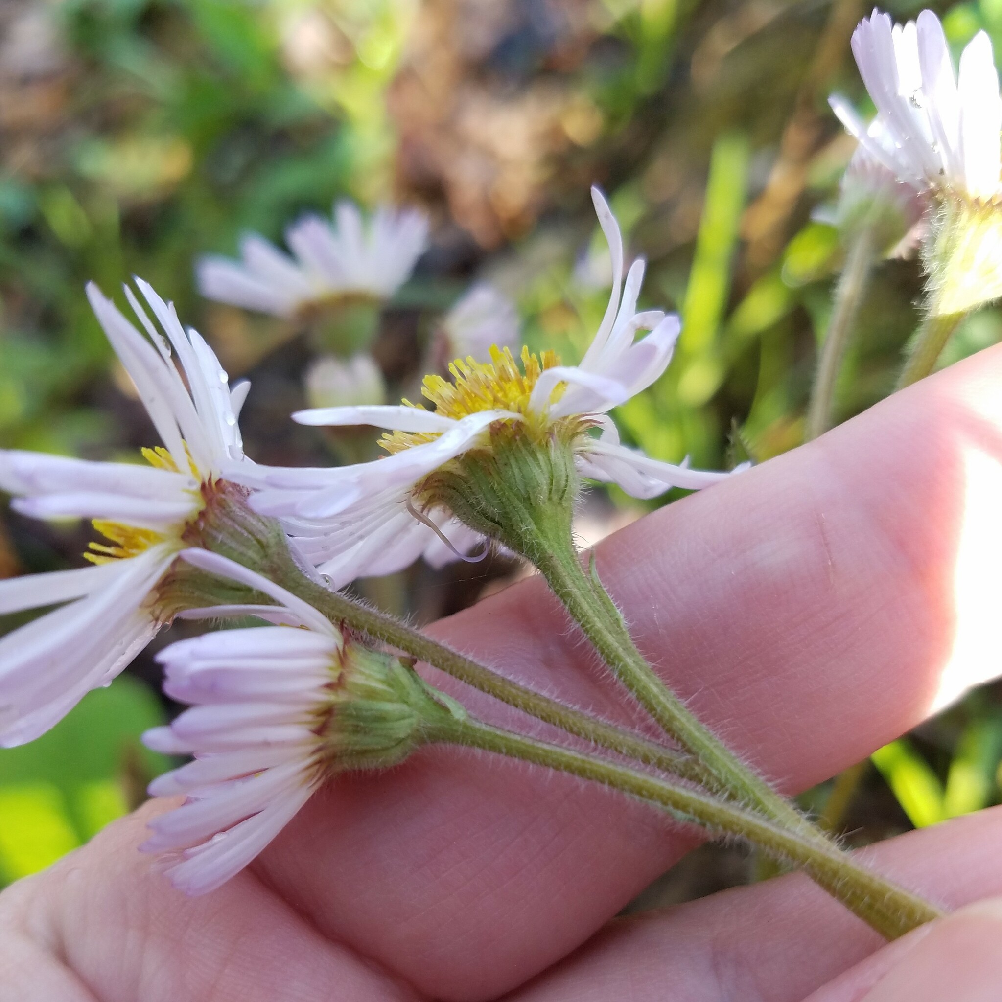 Erigeron pulchellus Michx.
