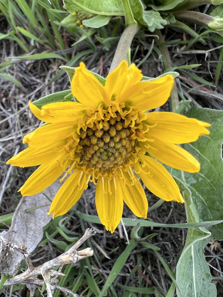 arrowleaf balsamroot from Kittitas County, WA, USA on March 25, 2023 at 03:47 PM by James H ...