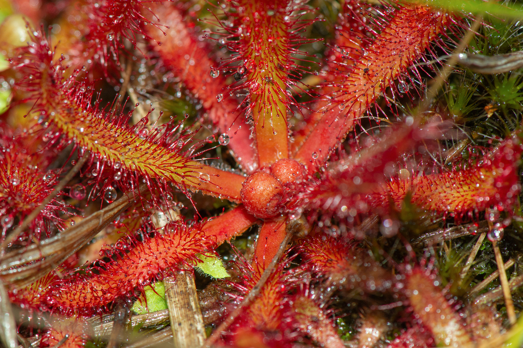 (Drosera latifolia) - Botanical Realm