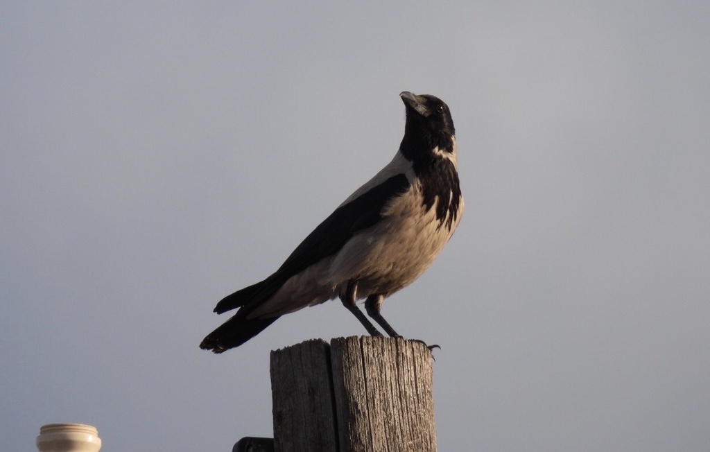 Hooded Crow from Cyprus, Paphos, Paphos, CY on March 26, 2023 at 05:05 ...