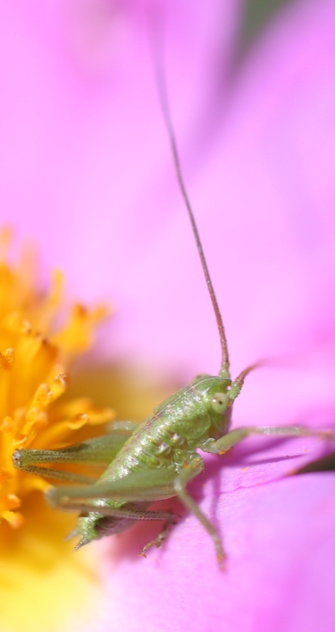 Tettigonia Linnaeus, 1758