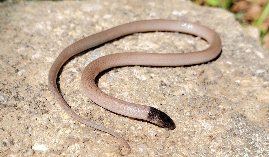 Florida Crowned Snake from High Springs, FL, USA on March 26, 2023 at ...