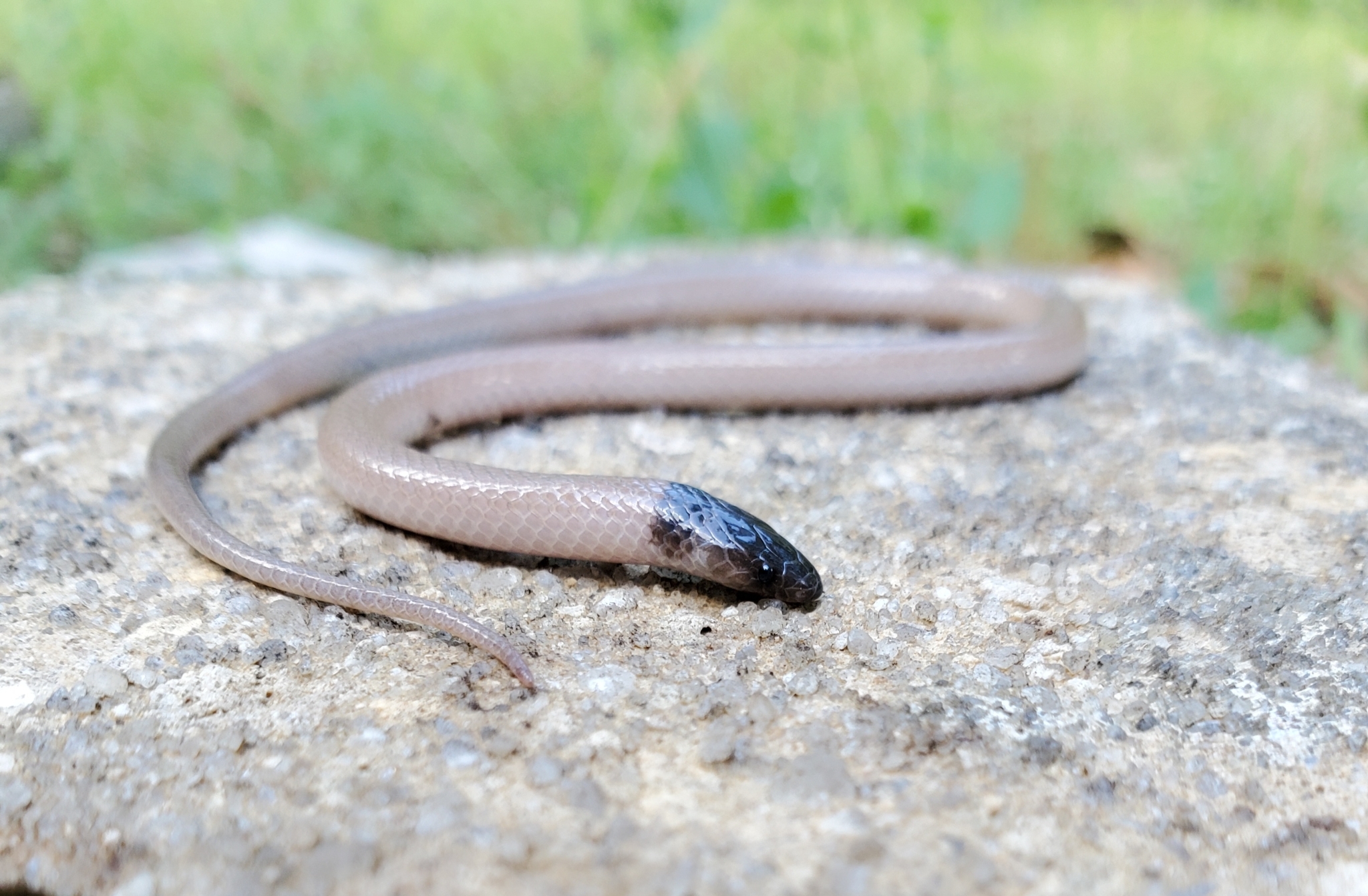 Tantilla relicta Telford, 1966
