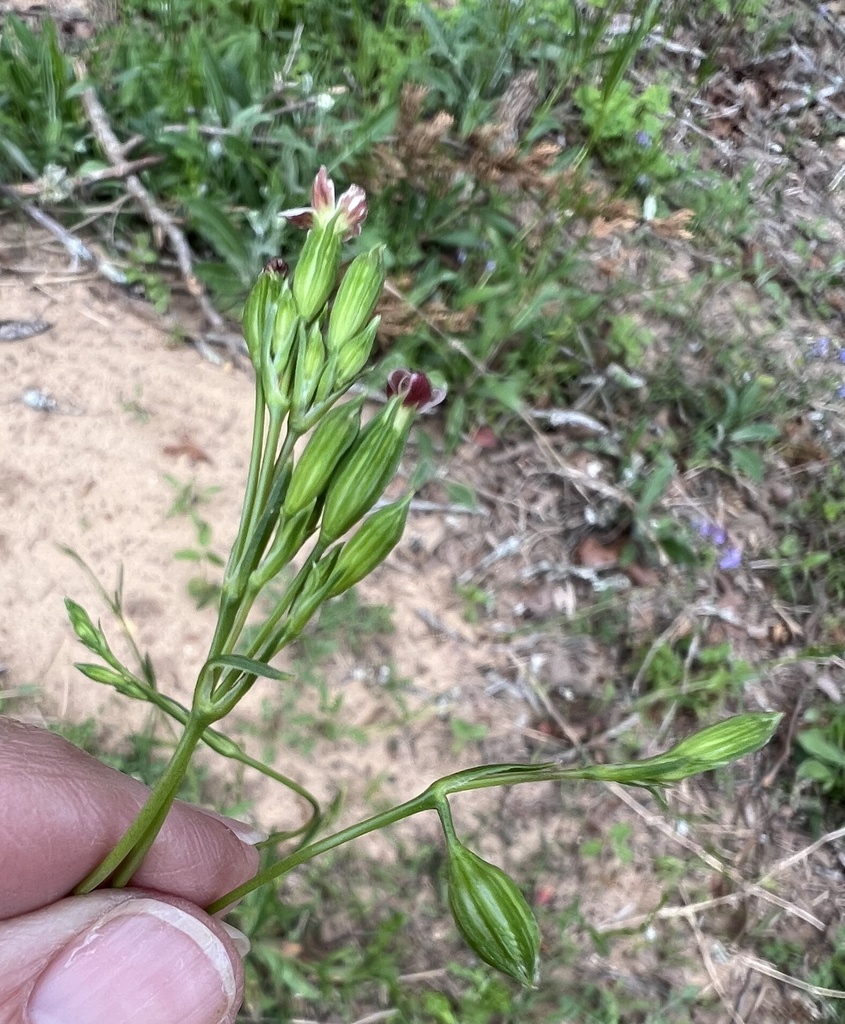 sleepy catchfly from SH-36, Milano, TX, US on March 26, 2023 at 10:25 ...