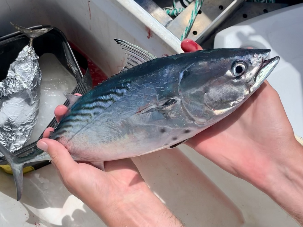 Mackerel Tuna (Euthynnus affinis) - Marine Life Identification