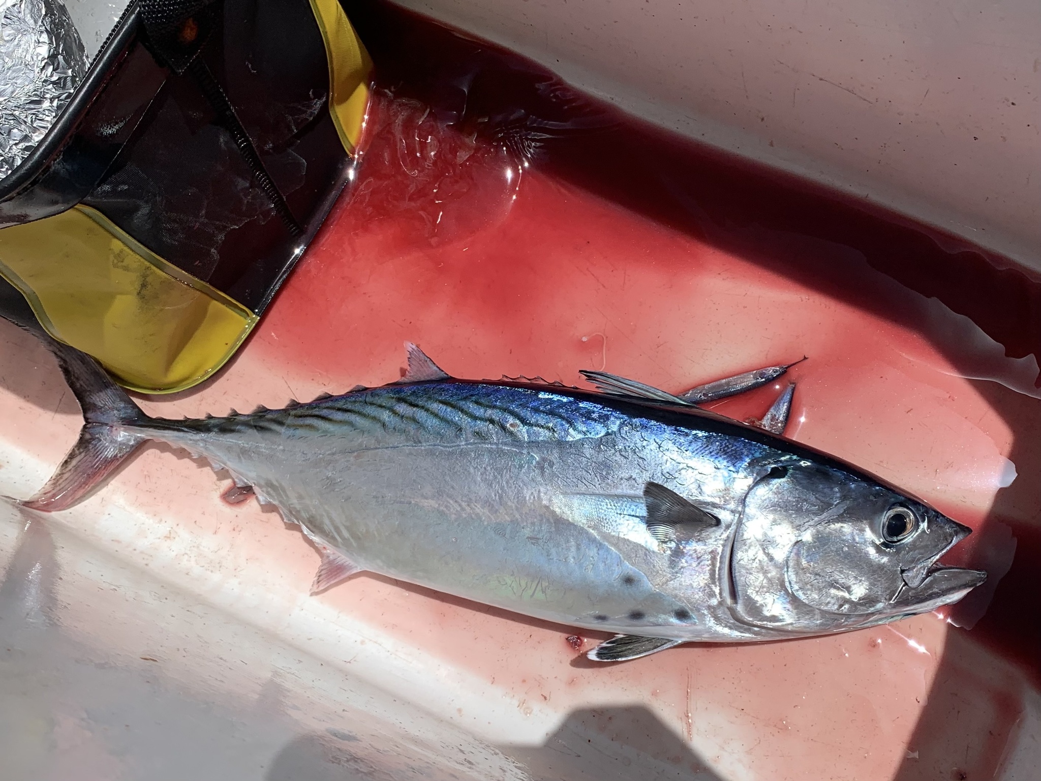 Euthynnus Lütken, 1883