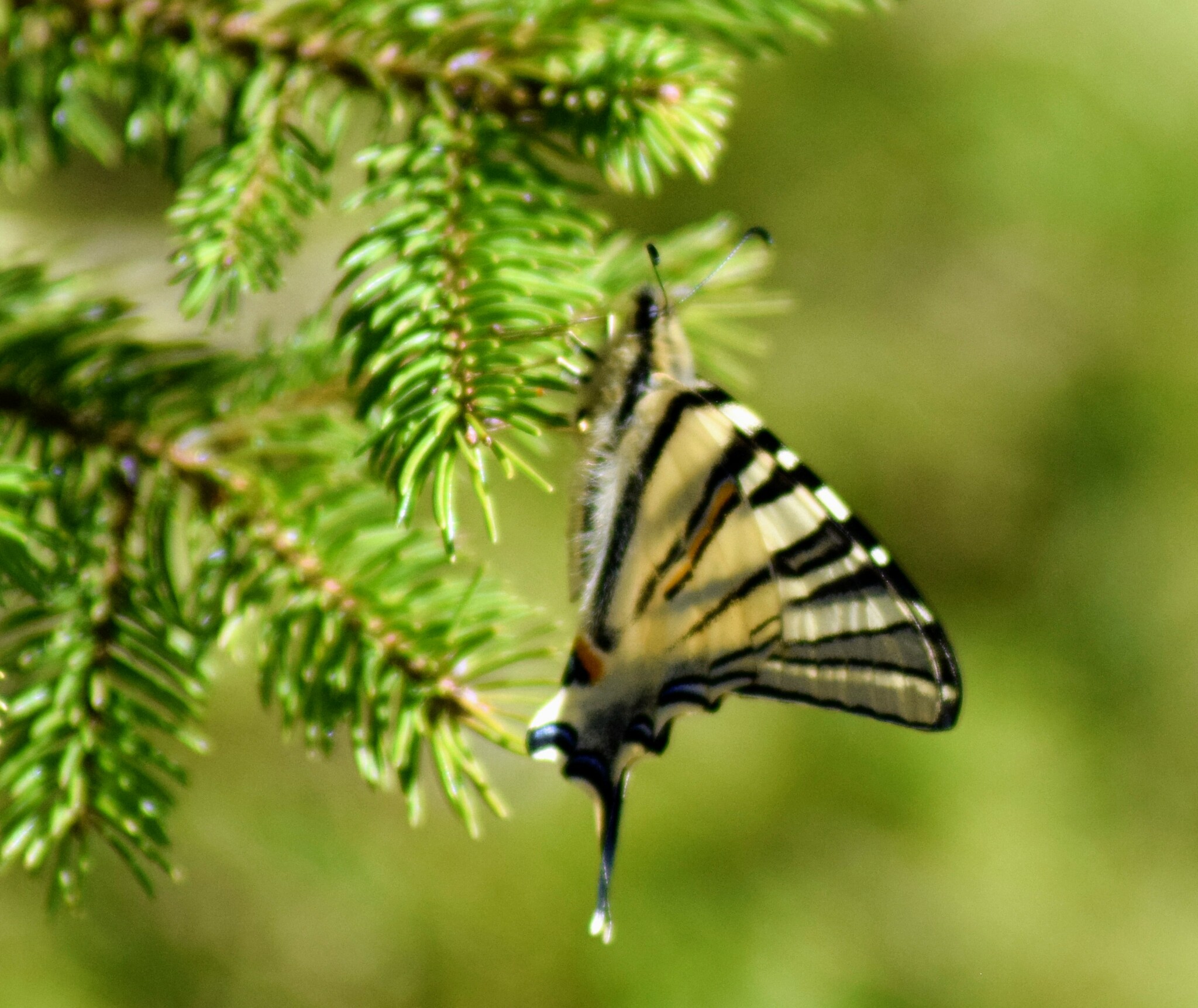 Iphiclides podalirius (Linnaeus, 1758)