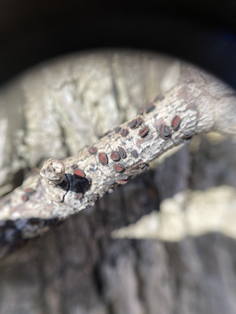 Rhytidhysteron rufulum from Van Cortlandt Park, New York, NY, US on ...