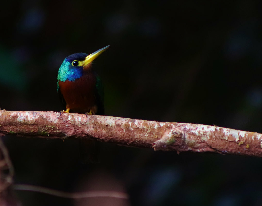 Galbula cyanicollis Cassin, 1851