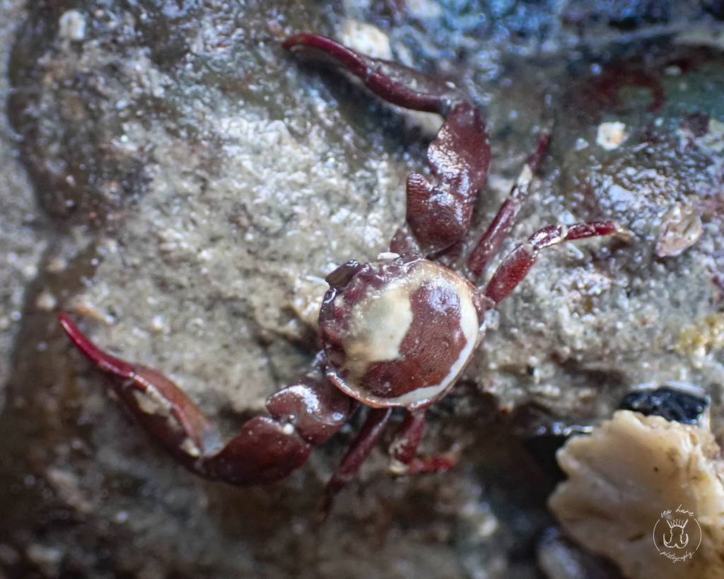 Long-clawed Porcelain Crab from Saint Catherine Bay, St Martin, Jersey ...
