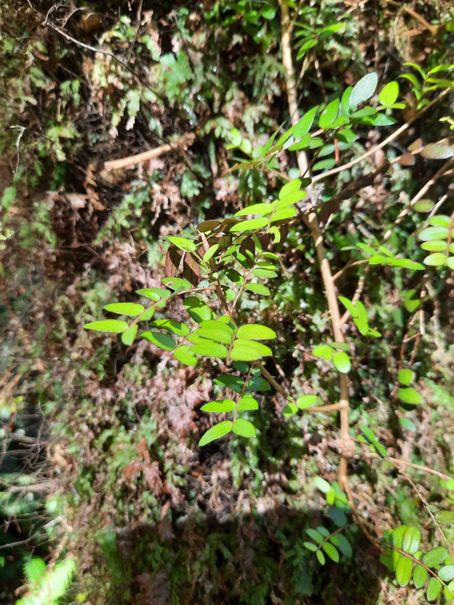 Metrosideros diffusa (G.Forst.) Sm.