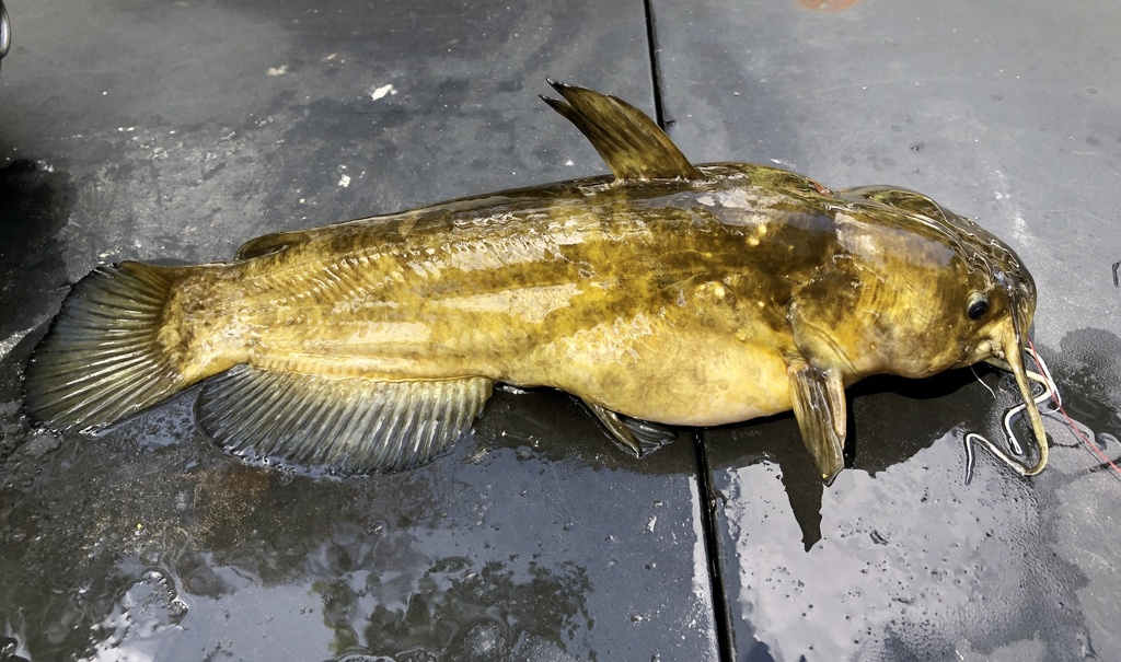 Yellow Bullhead from Osceola National Forest, Sanderson, FL, US on ...